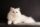 Persian Cat Personality Traits & Facts | Great Pet Care