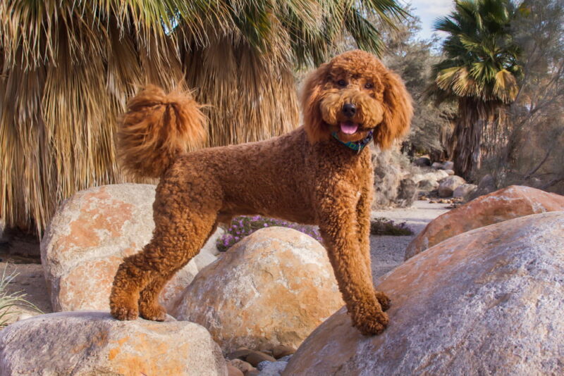 Labradoodle Personality Traits & Facts | Great Pet Care