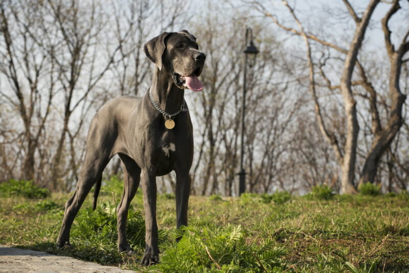 Great Dane Dog Personality Traits & Facts | Great Pet Care