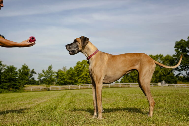 Great Dane Dog Personality Traits & Facts | Great Pet Care