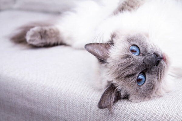 Ragdoll Cat Personality Traits & Facts | Great Pet Care