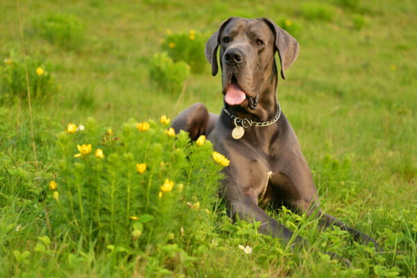 Great Dane Dog Personality Traits & Facts | Great Pet Care