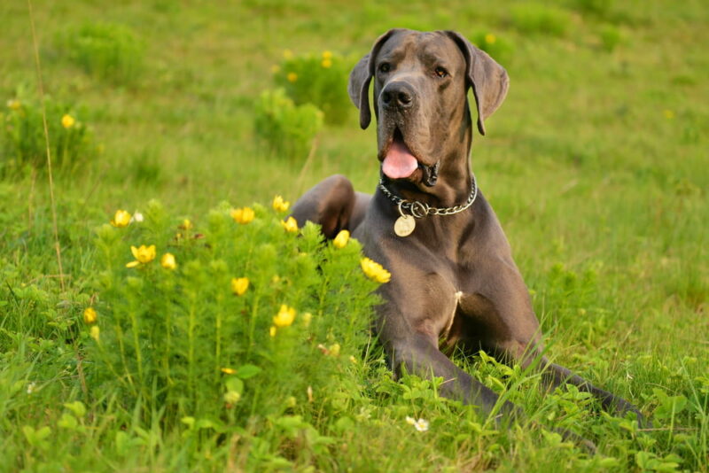 Great Dane Dog Personality Traits & Facts | Great Pet Care