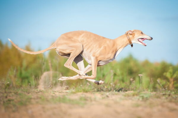 Greyhound Breed Personality Traits & Facts | Great Pet Care