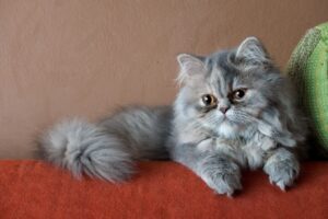 Persian Cat Personality Traits & Facts | Great Pet Care