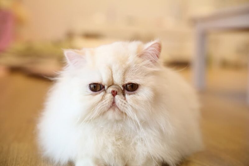 Persian Cat Personality Traits & Facts | Great Pet Care