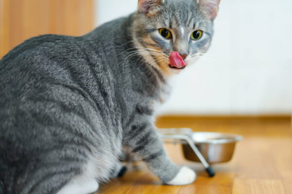 Taurine for Cats: Why It’s Important | Great Pet Care
