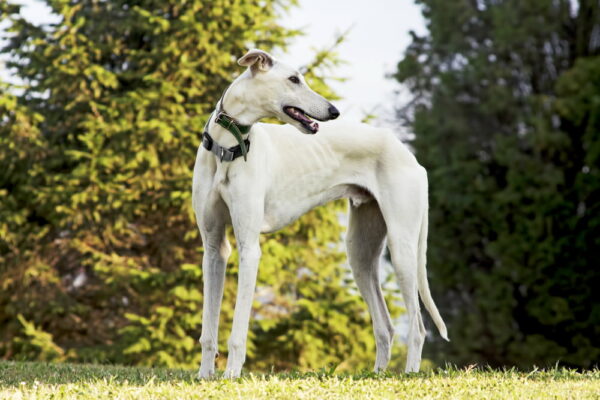 Greyhound Breed Personality Traits & Facts | Great Pet Care