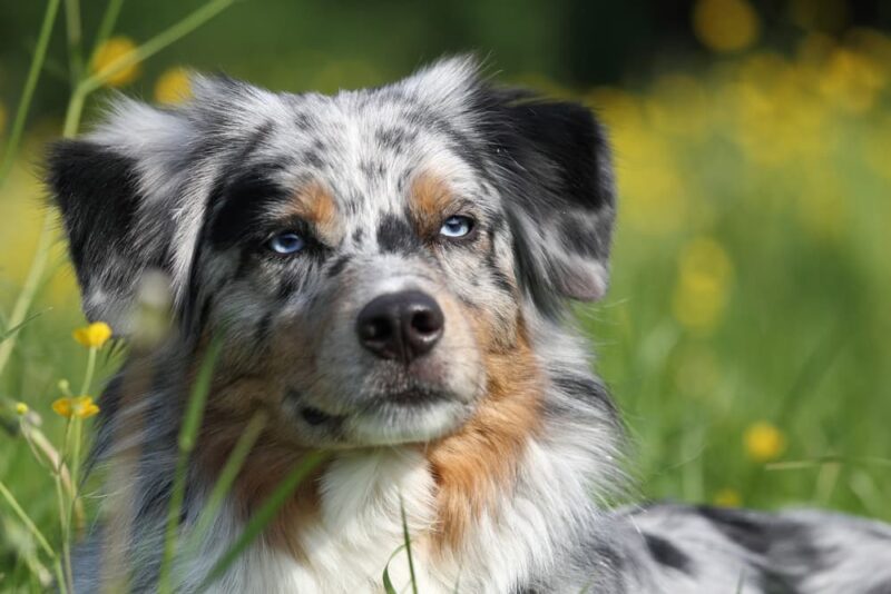 Australian Shepherd Dog Traits & Facts | Great Pet Care