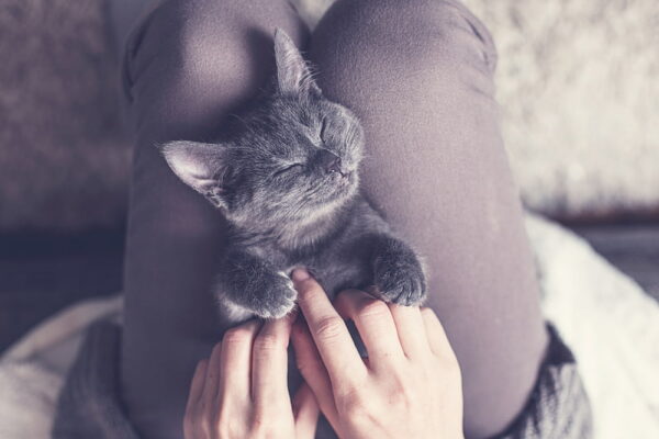 150 Awesome Gray Cat Names | Great Pet Care