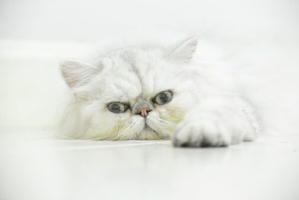 Persian Cat Personality Traits & Facts | Great Pet Care