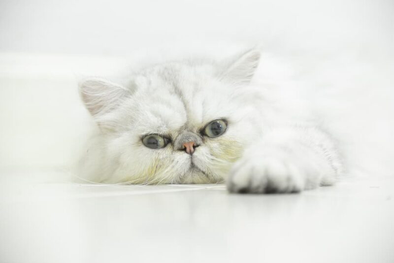 Persian Cat Personality Traits & Facts | Great Pet Care