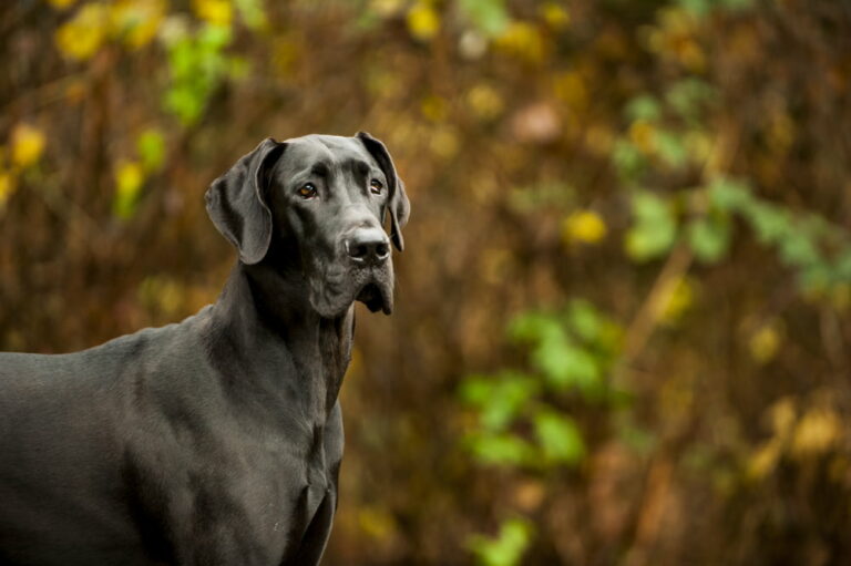 Great Dane Dog Personality Traits & Facts | Great Pet Care