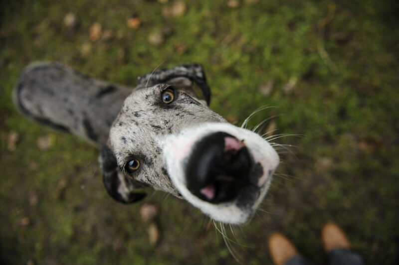 Great Dane Dog Personality Traits & Facts | Great Pet Care