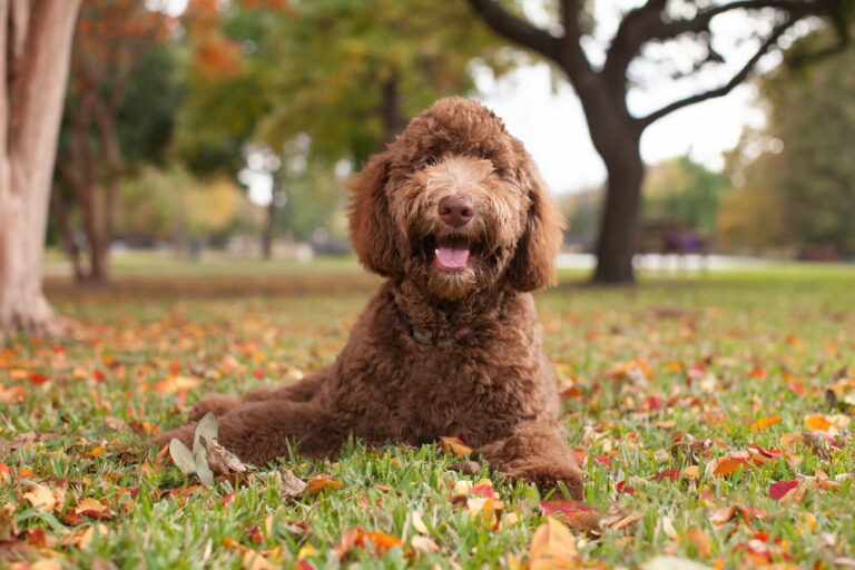 Labradoodle Personality Traits & Facts | Great Pet Care