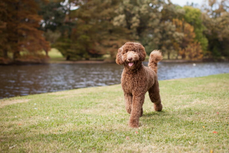 Labradoodle Personality Traits & Facts | Great Pet Care