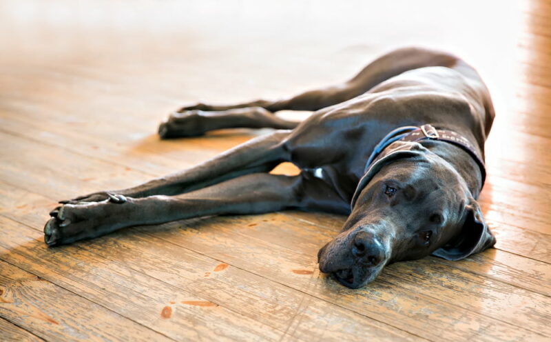 Great Dane Dog Personality Traits & Facts | Great Pet Care