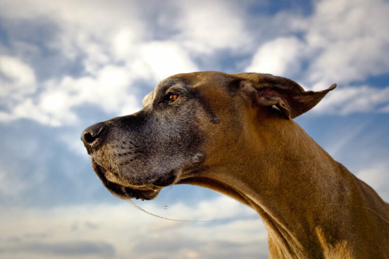 Great Dane Dog Personality Traits & Facts | Great Pet Care
