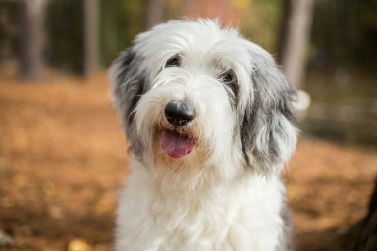 10 of the Biggest Fluffy Dog Breeds | Great Pet Care