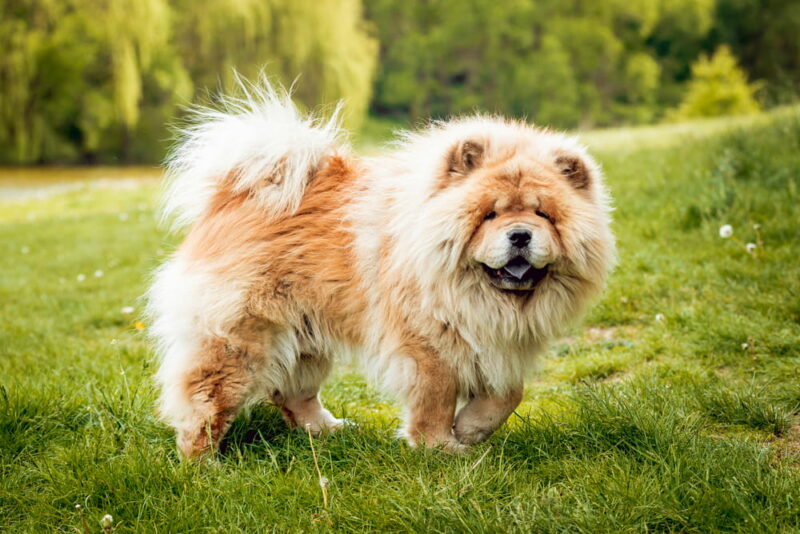 10 of the Biggest Fluffy Dog Breeds | Great Pet Care