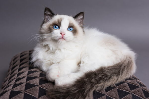 Ragdoll Cat Personality Traits & Facts | Great Pet Care