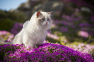 Ragdoll Cat Personality Traits & Facts | Great Pet Care