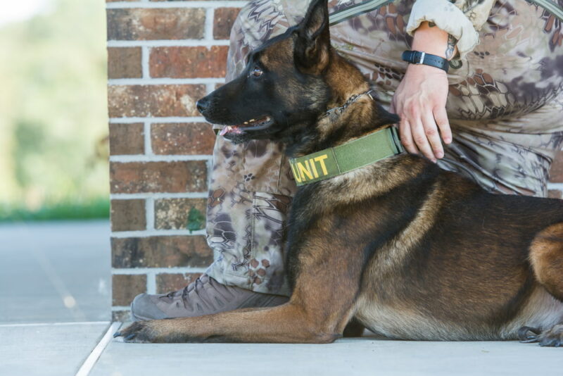 Police Dog Breeds That Help Law Enforcement | Great Pet Care