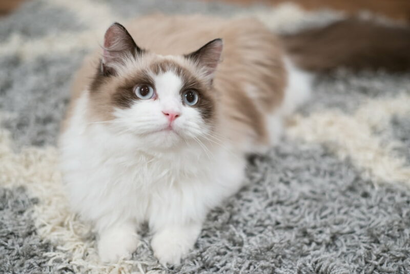 Ragdoll Cat Personality Traits & Facts | Great Pet Care