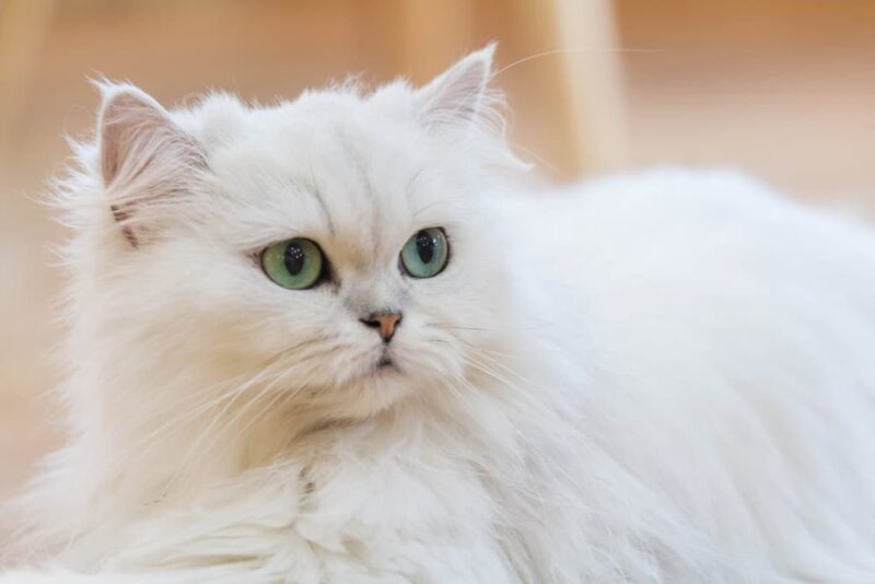 Persian Cat Personality Traits & Facts | Great Pet Care
