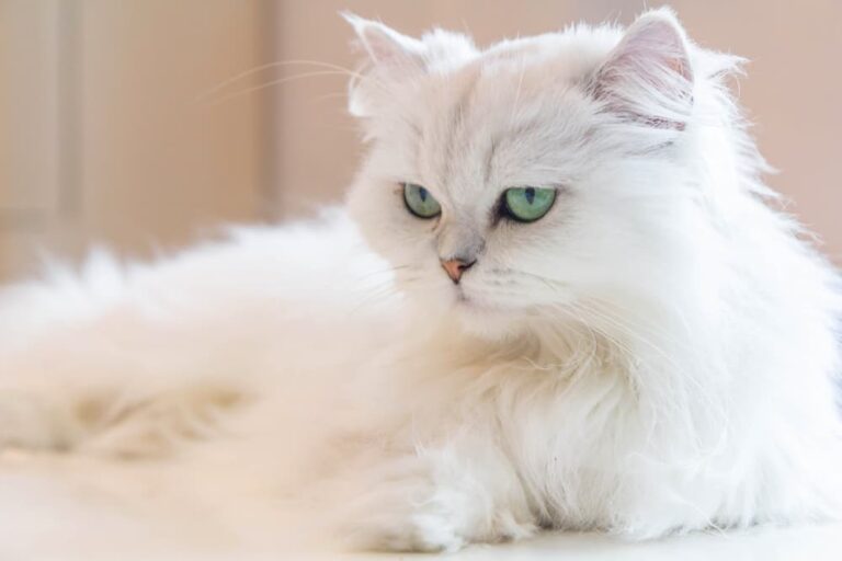 Persian Cat Personality Traits & Facts | Great Pet Care
