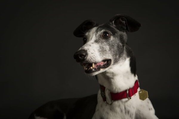 Greyhound Breed Personality Traits & Facts | Great Pet Care