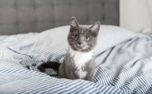 150 Awesome Gray Cat Names | Great Pet Care