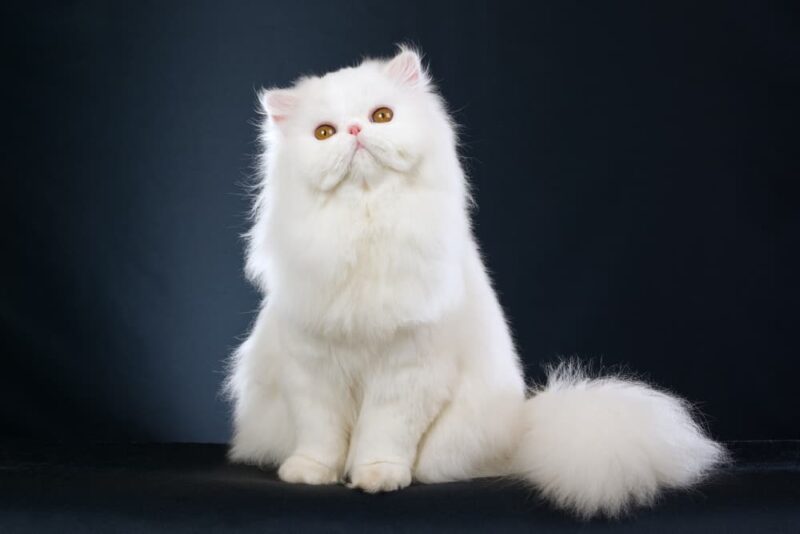 Persian Cat Personality Traits & Facts | Great Pet Care