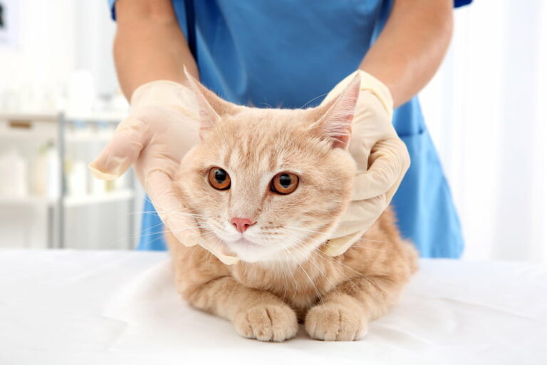 Feline Immunodeficiency Virus (FIV) in Cats | Great Pet Care