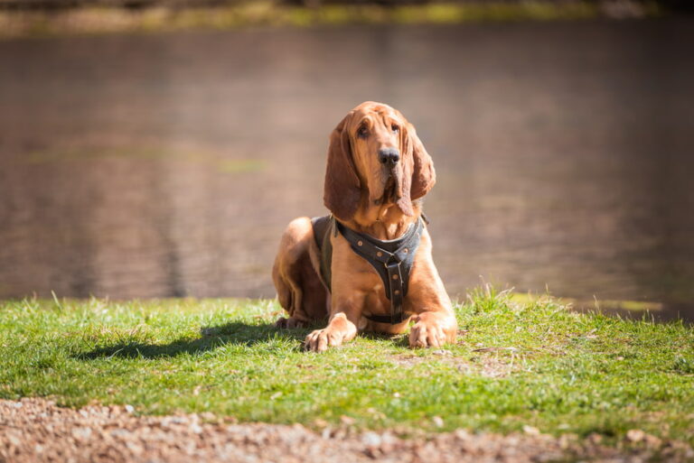 Police Dog Breeds That Help Law Enforcement | Great Pet Care