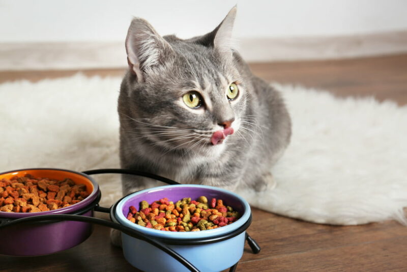 Taurine for Cats: Why It’s Important | Great Pet Care