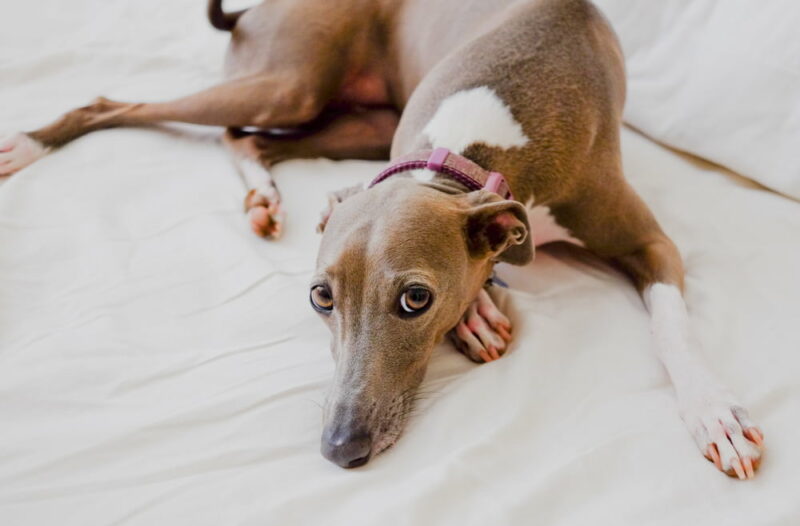 Greyhound Breed Personality Traits & Facts | Great Pet Care