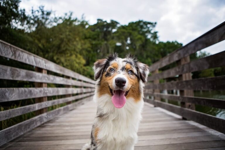 Australian Shepherd Dog Traits & Facts | Great Pet Care