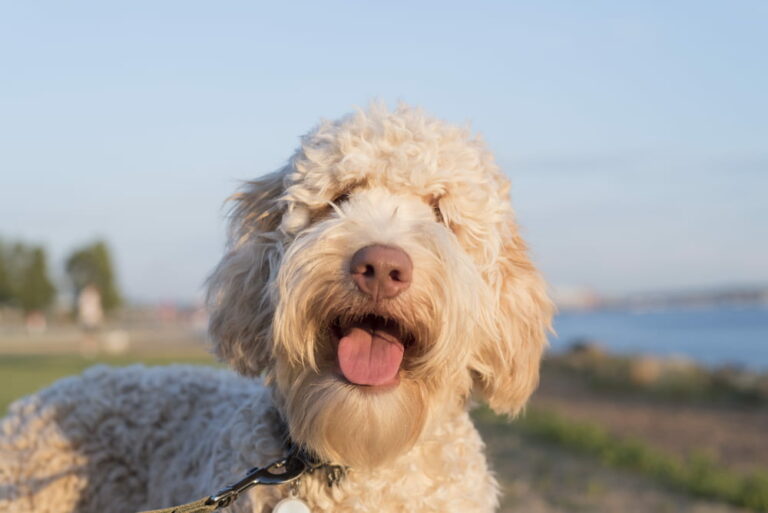Labradoodle Personality Traits & Facts | Great Pet Care