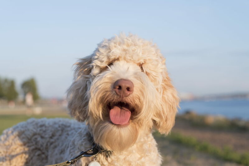 Labradoodle Personality Traits & Facts | Great Pet Care