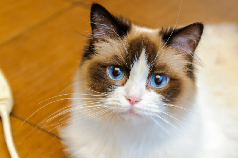 Ragdoll Cat Personality Traits & Facts | Great Pet Care