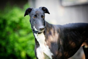 Greyhound Breed Personality Traits & Facts | Great Pet Care