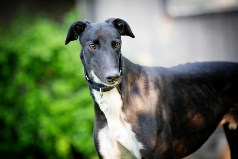 Greyhound Breed Personality Traits & Facts | Great Pet Care