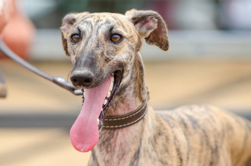 Greyhound Breed Personality Traits & Facts | Great Pet Care