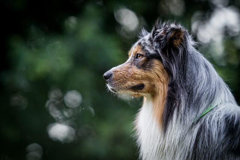 Australian Shepherd Dog Traits & Facts | Great Pet Care