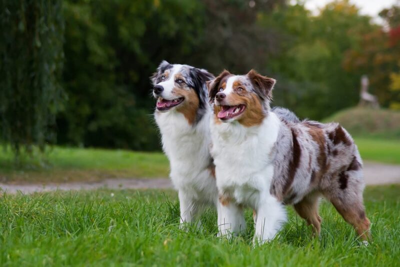 Australian Shepherd Dog Traits & Facts | Great Pet Care