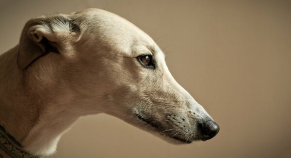 Greyhound Breed Personality Traits & Facts | Great Pet Care