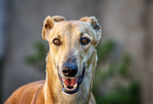Greyhound Breed Personality Traits & Facts | Great Pet Care