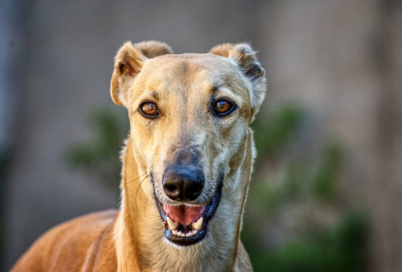 Greyhound Breed Personality Traits & Facts | Great Pet Care