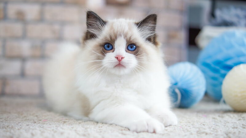 Ragdoll Cat Personality Traits & Facts | Great Pet Care